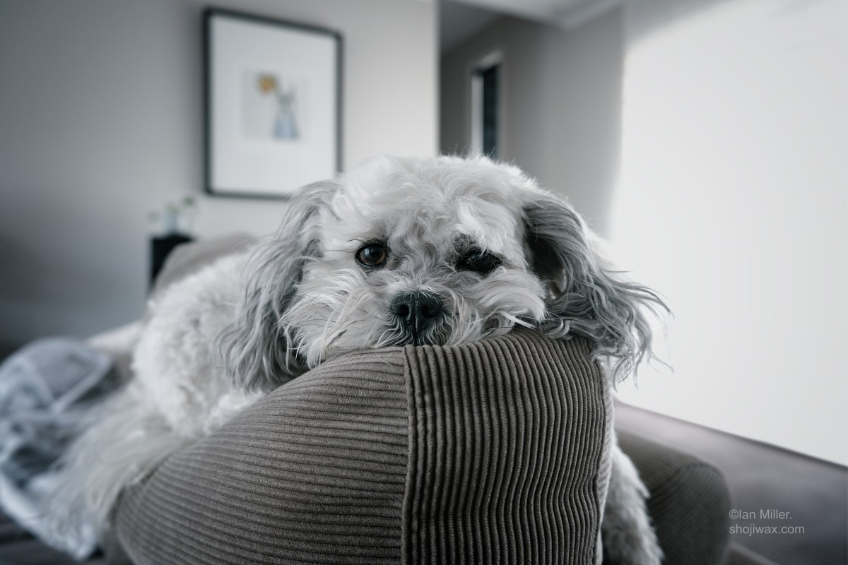 Don’t judge a dog by his cover. – shojiwax.com