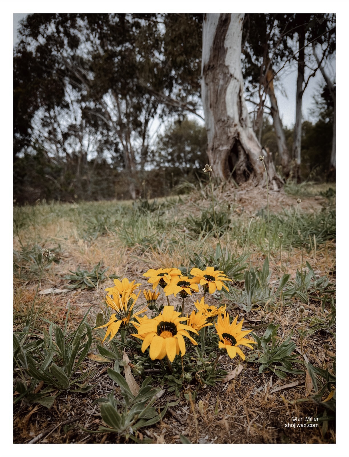 Flower ring. – shojiwax.com